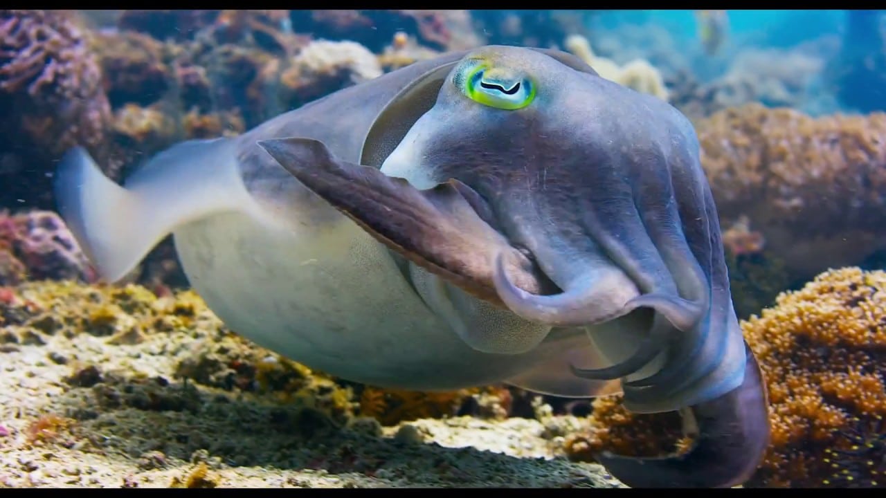 "Blue" de Disney Nature, le Making Of - Slidemovies